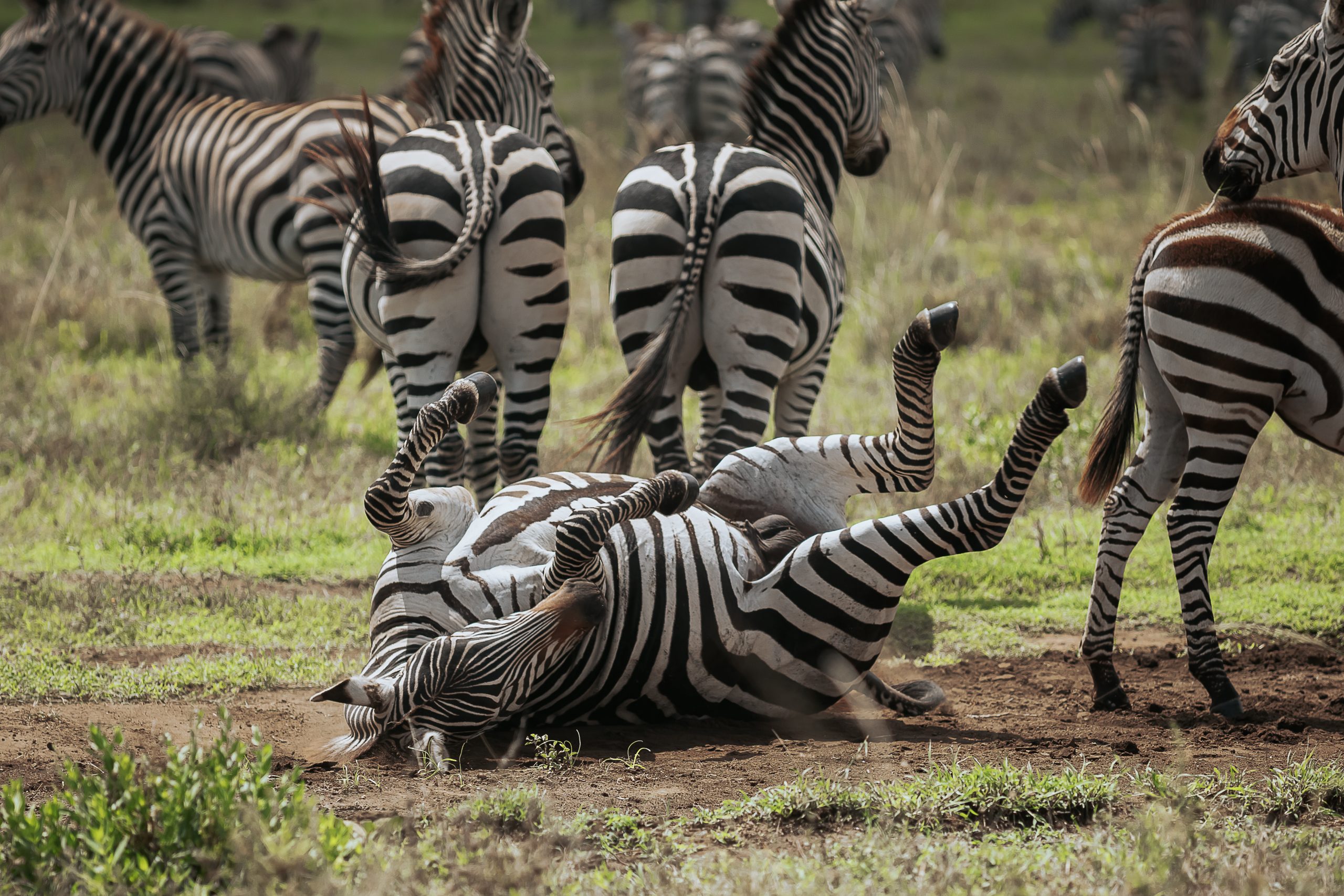 Serengeti National Park Safari Tours - Wildlife & Great Migration